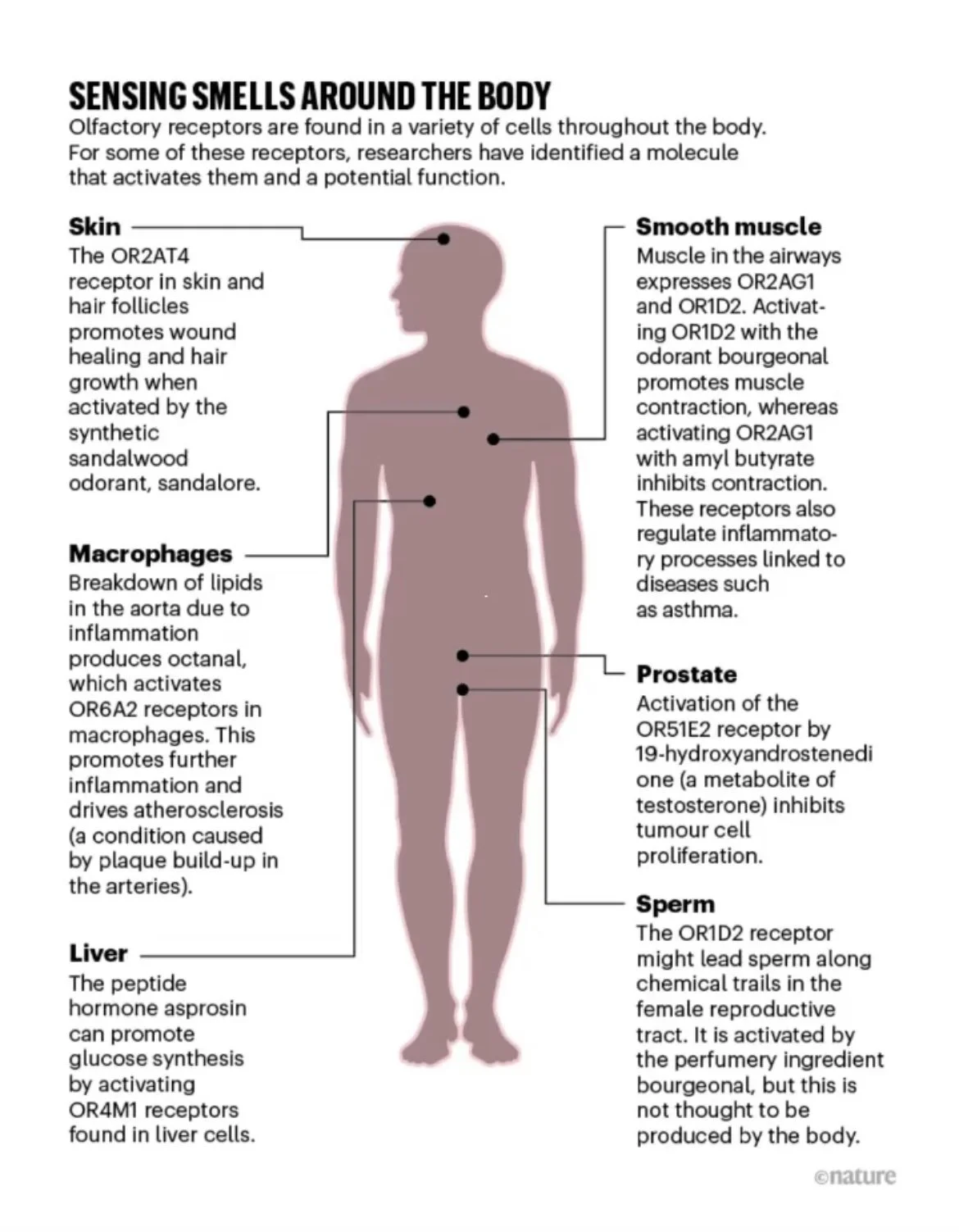 10 Facts About Our Sense of Smell — Science of Essentials