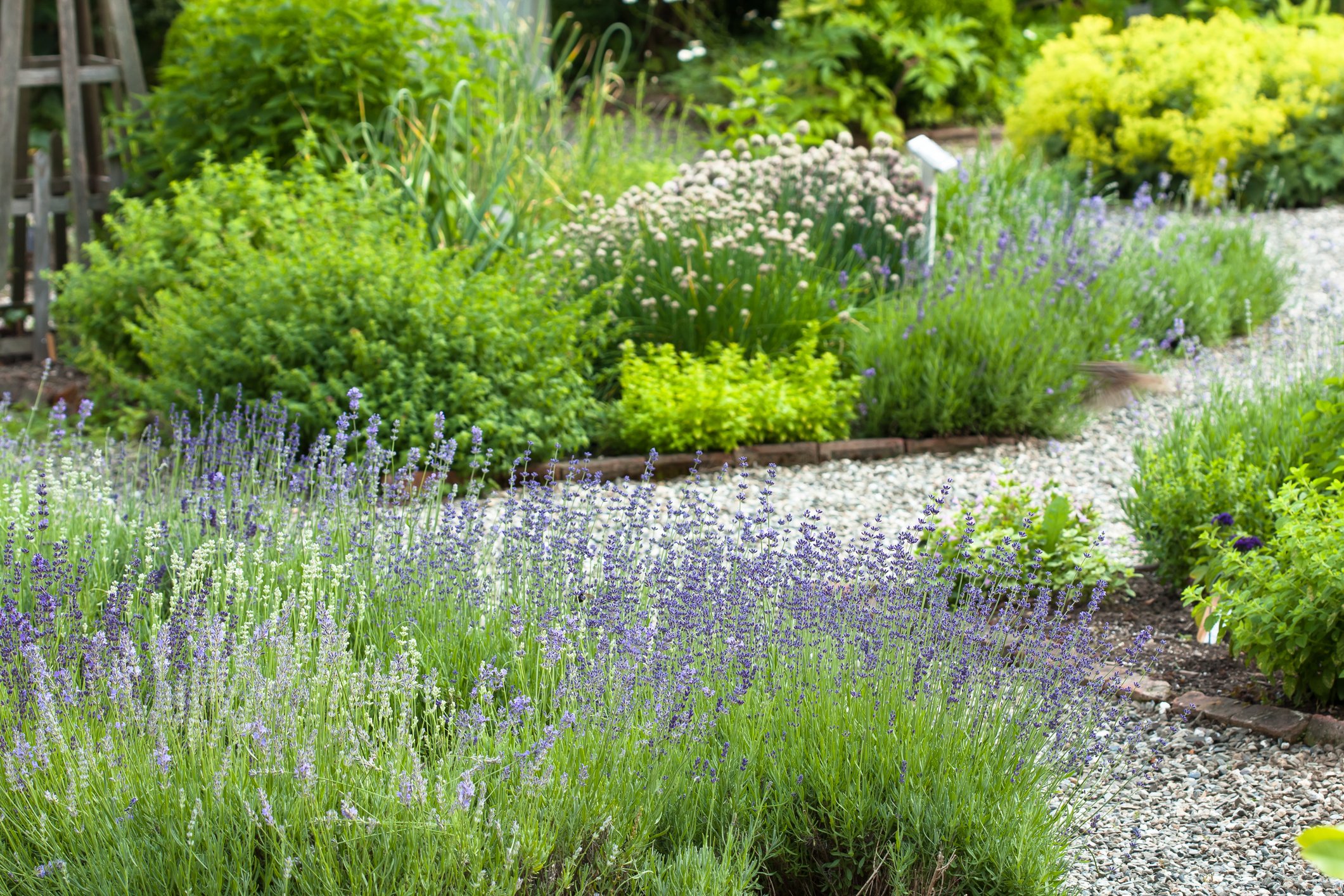 Creating an Aromatherapy Garden: What to Plant, How to Harvest and Ways ...