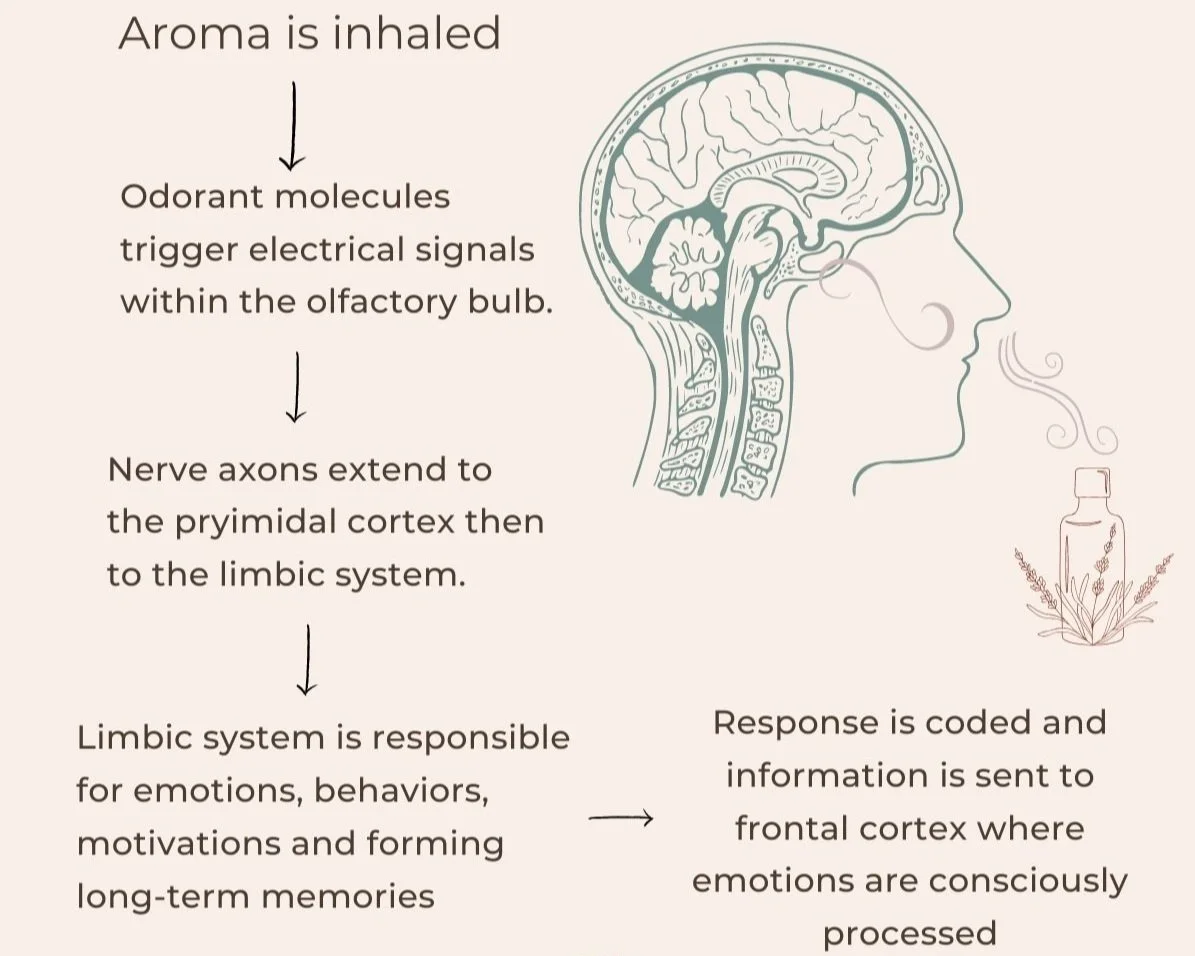 10 Facts About Our Sense of Smell — Science of Essentials