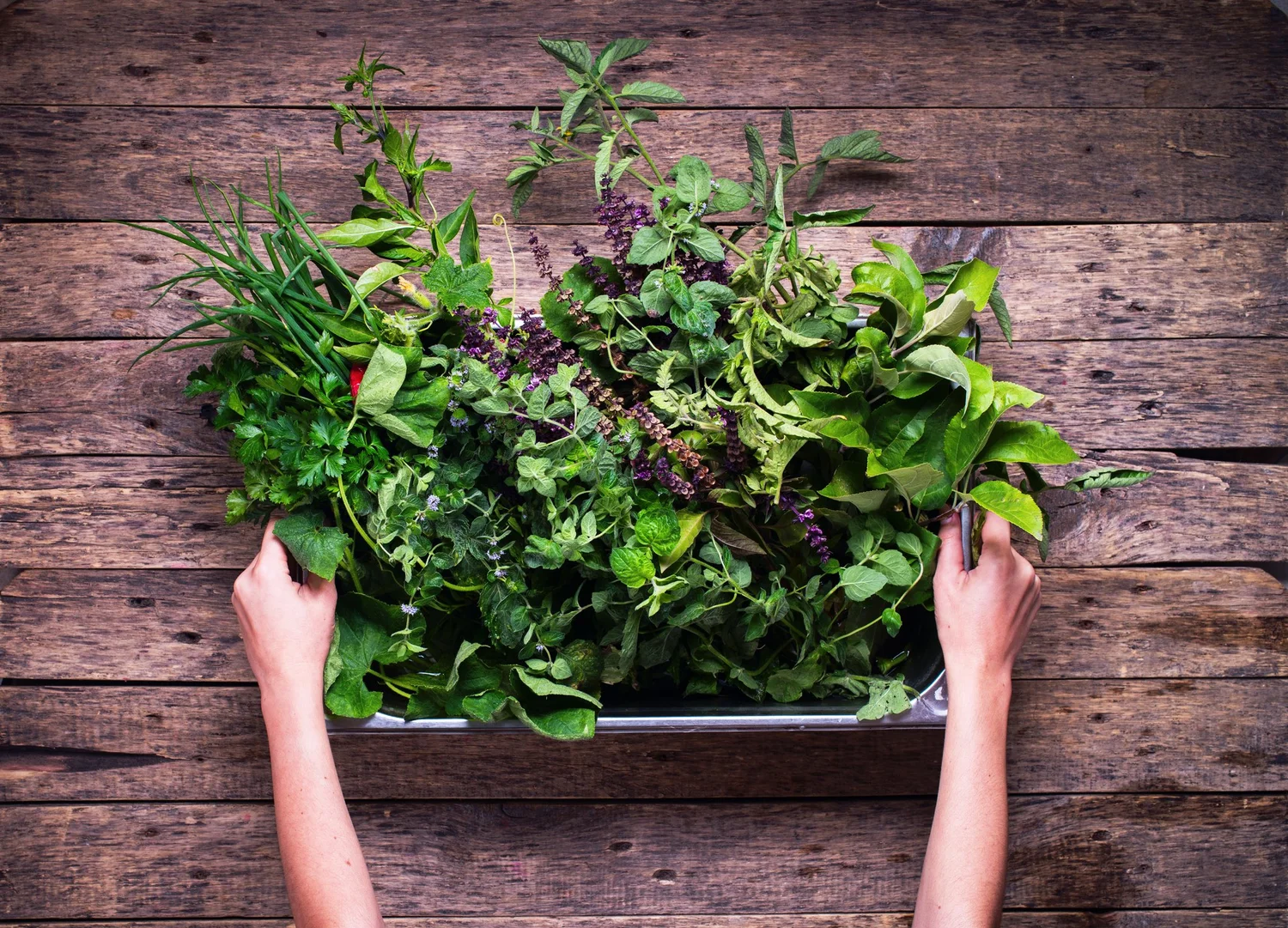 Creating an Aromatherapy Garden: What to Plant, How to Harvest and Ways ...