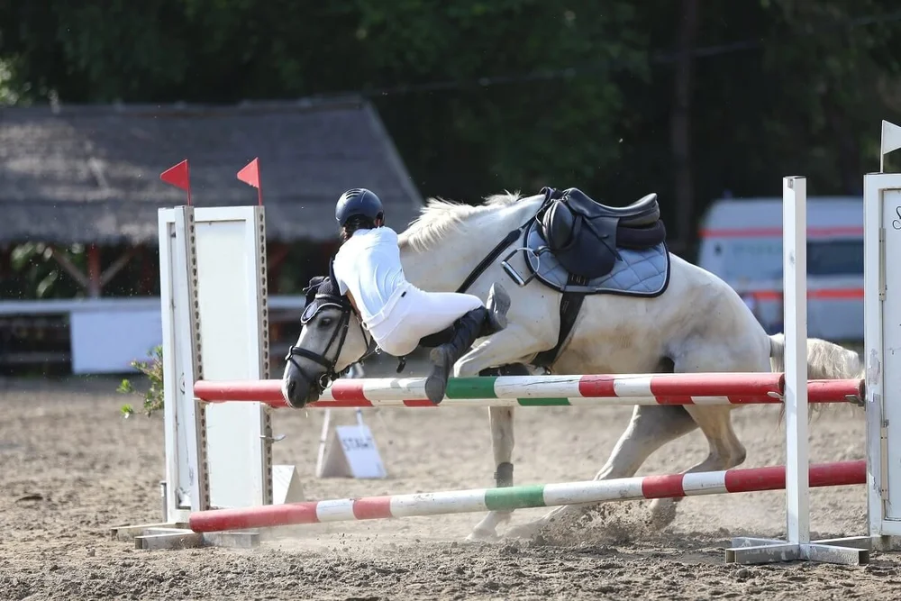 Equine First Aid Course | NR Medical Training
