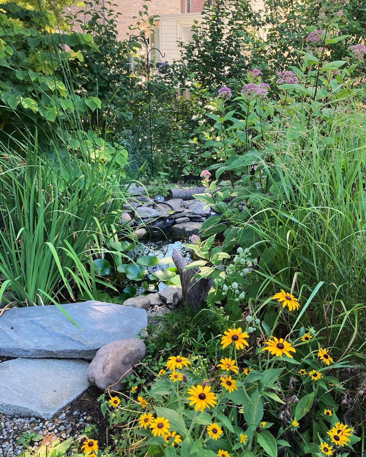 Wild Roots Native Plants