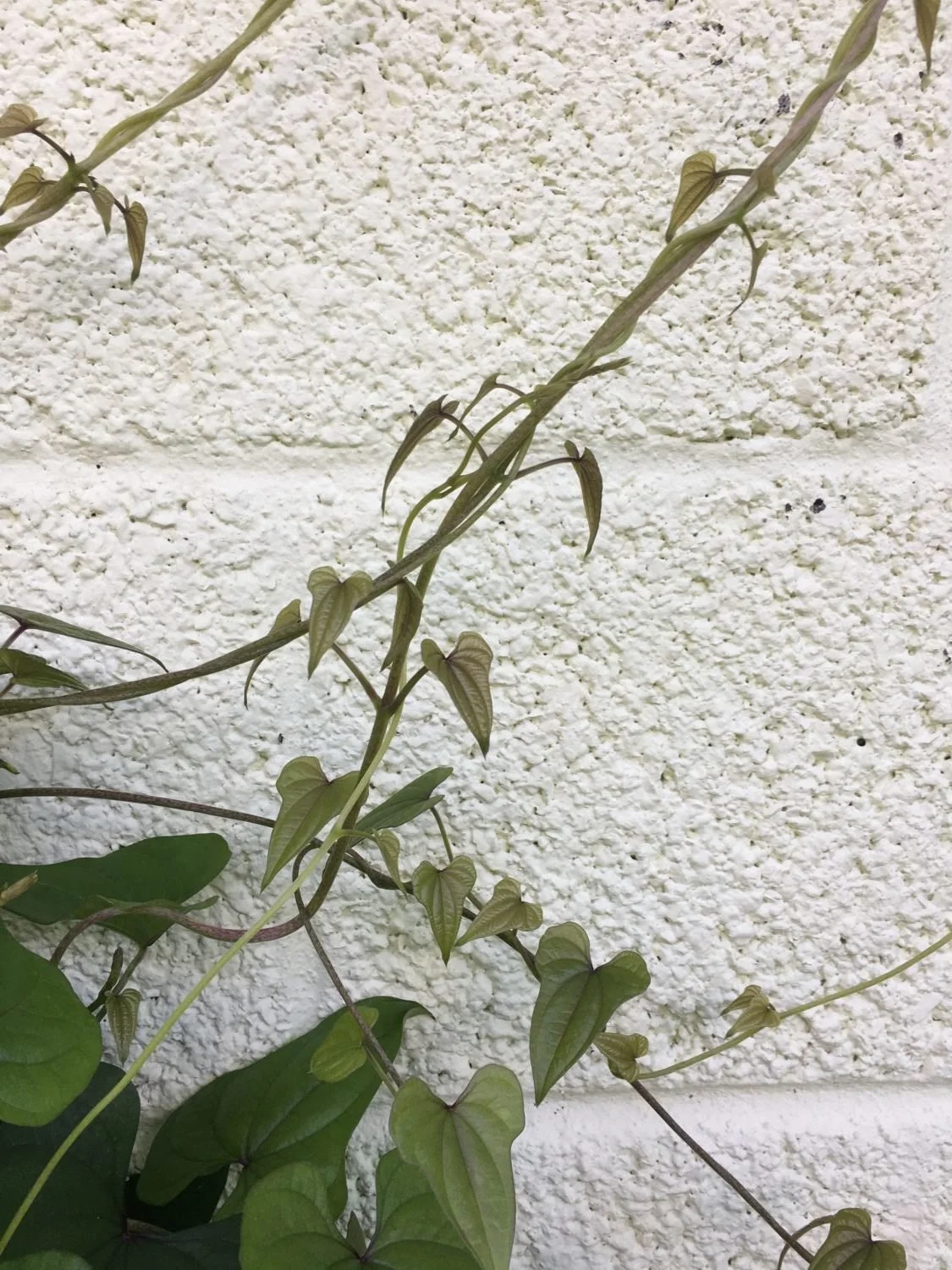 Chinese Yam Was Sent Here From the Future to Kill My Plants — Wild ...