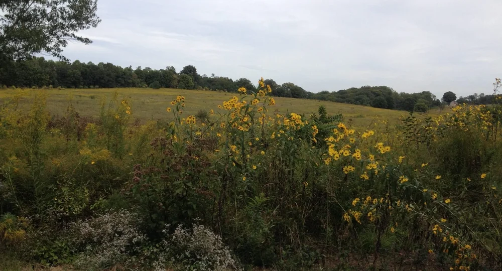Making Our Meadow - Part Two — Wild Roots Native Plants