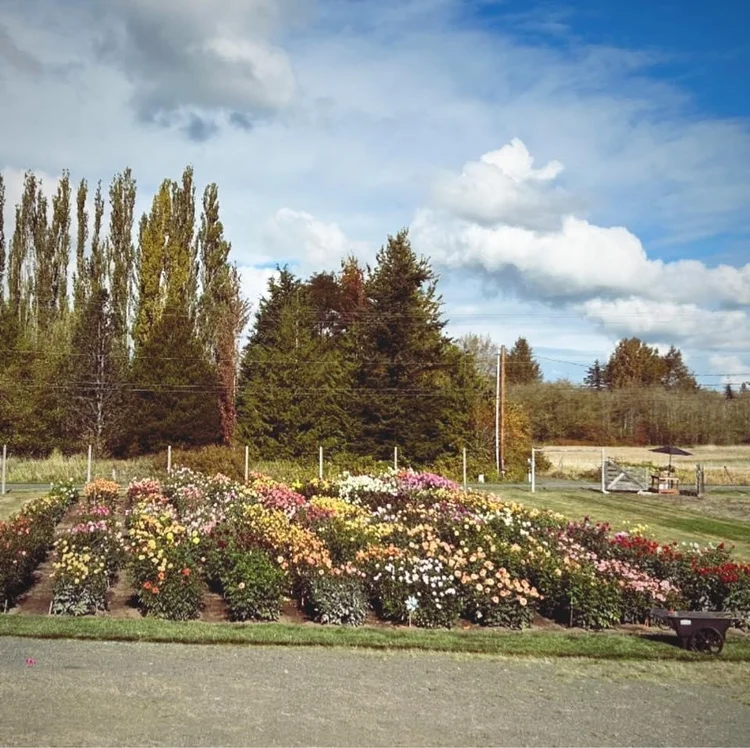 Duralia Dahlia Farm