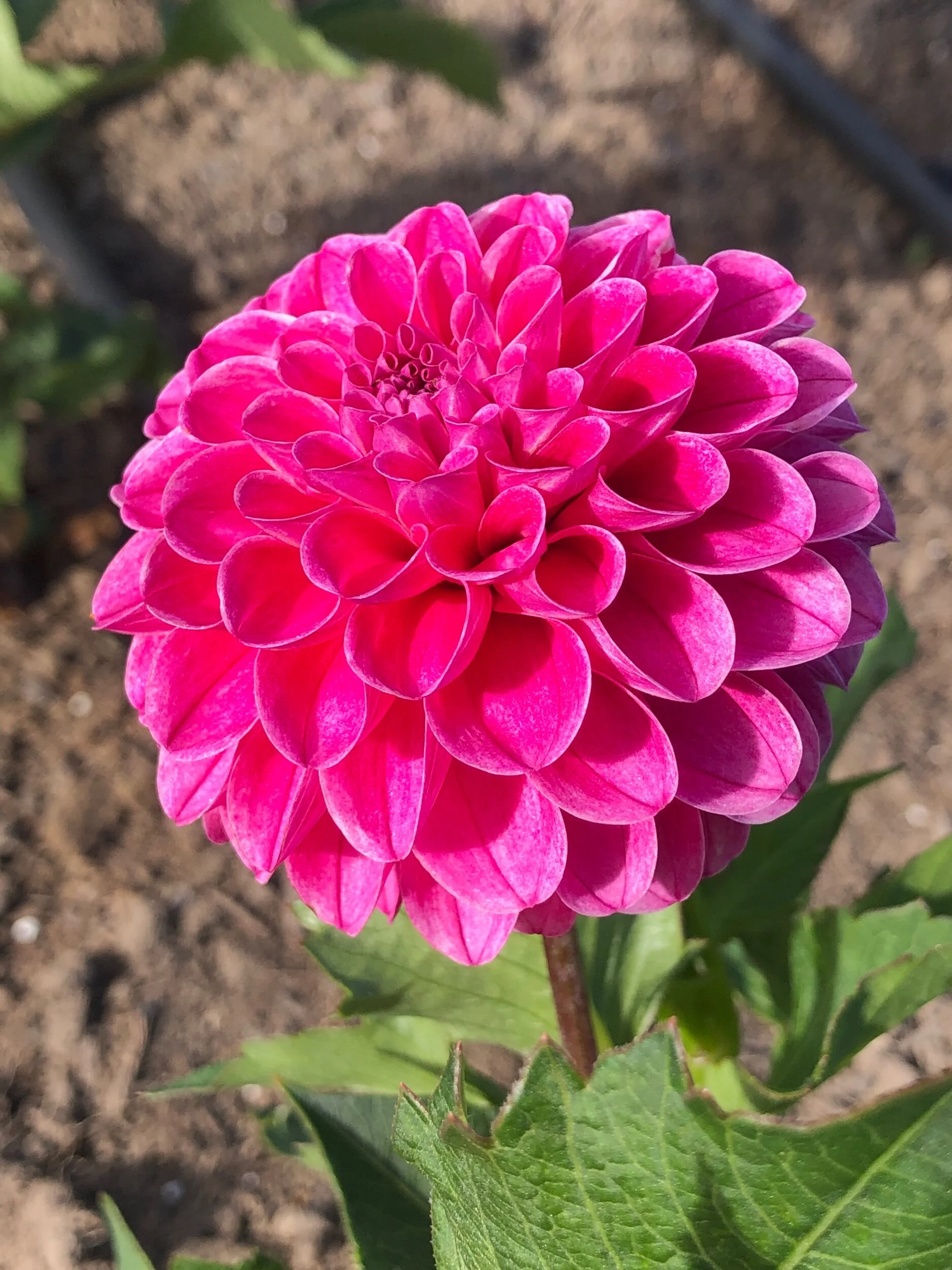 Robann Royal Duralia Dahlia Farm