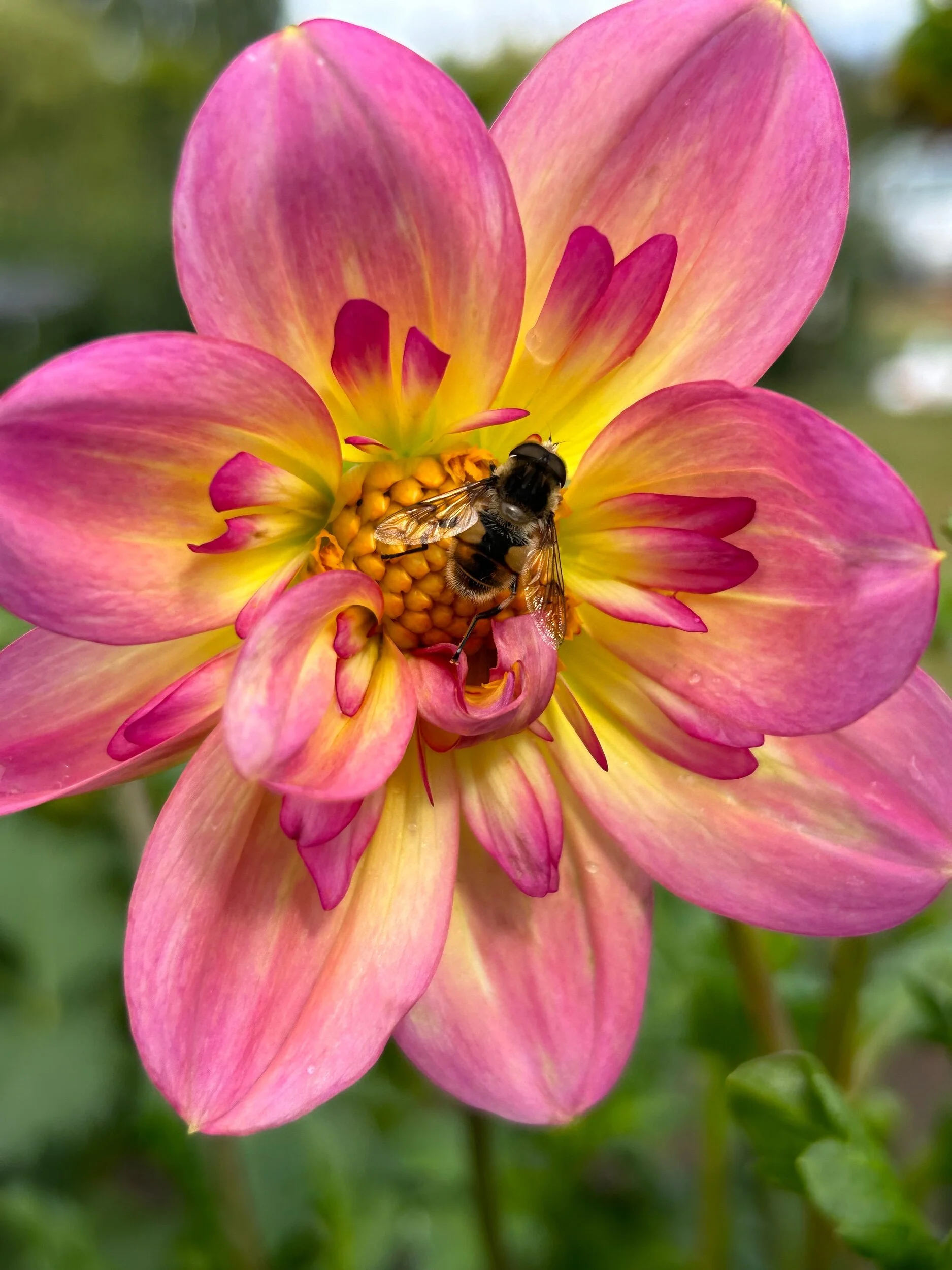 Bloomquist Sweet — Duralia Dahlia Farm