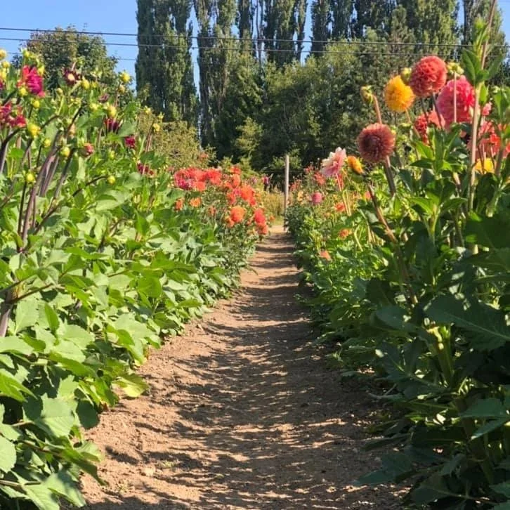 Duralia Dahlia Farm