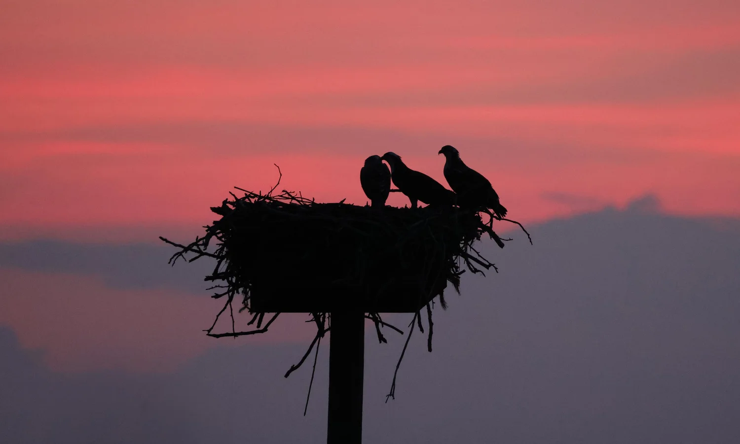 Osprey Conservation on Long Island — Group for the East End