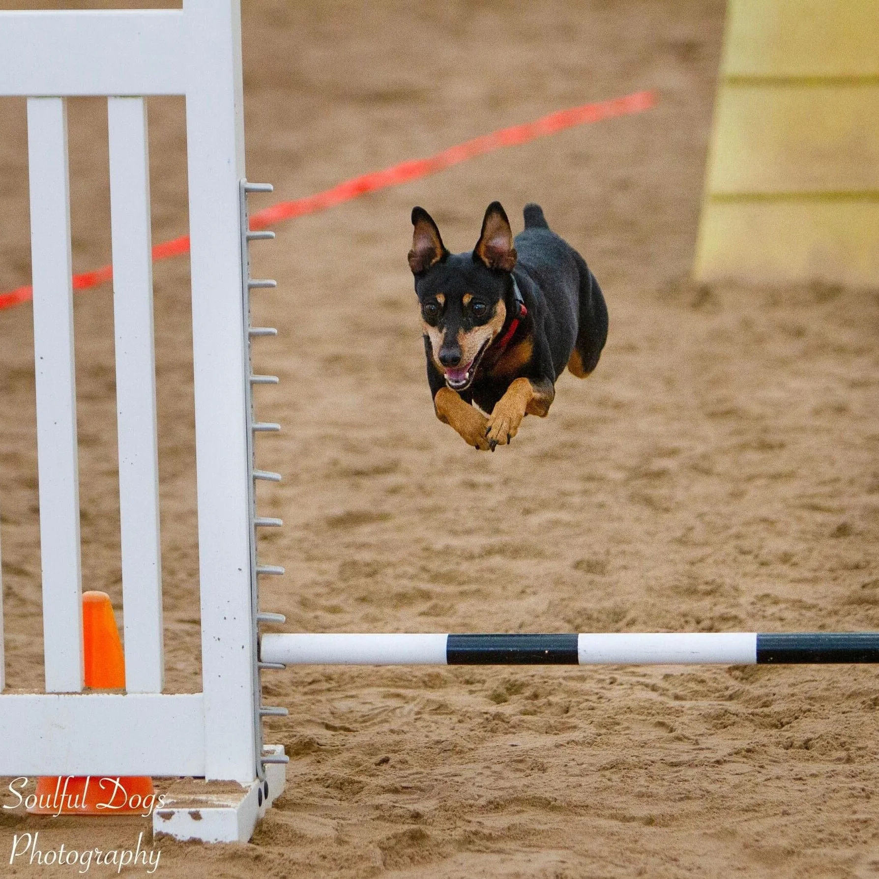 Puppy Agility — Unified K9 Behaviour Centre