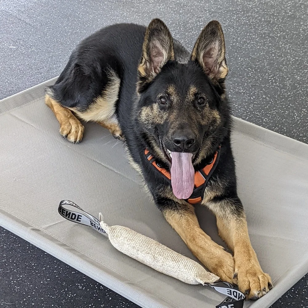 Unified K9 Behaviour Centre - Dog Training and Behaviour Consults