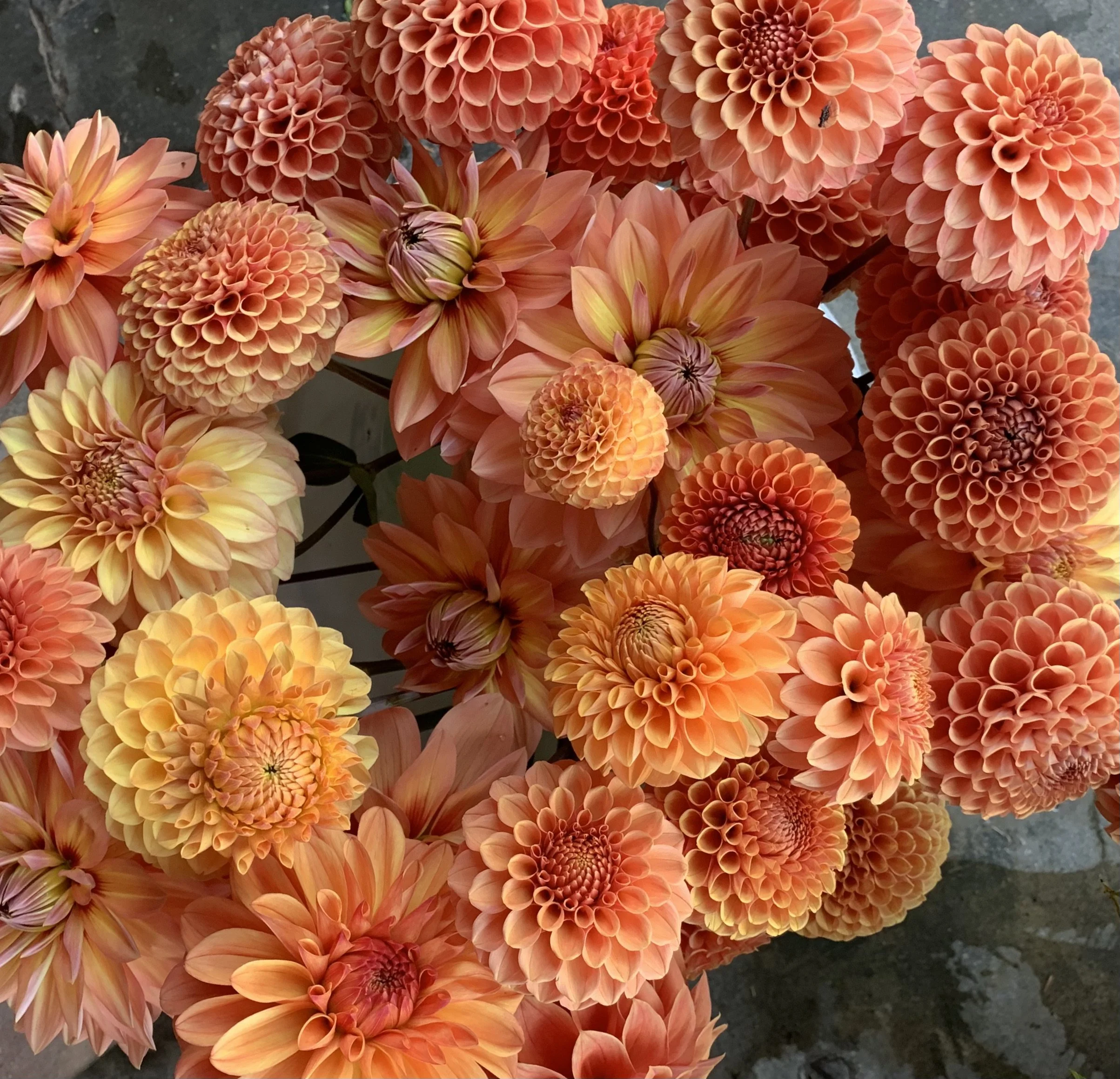 Pure Indulgence Blooms