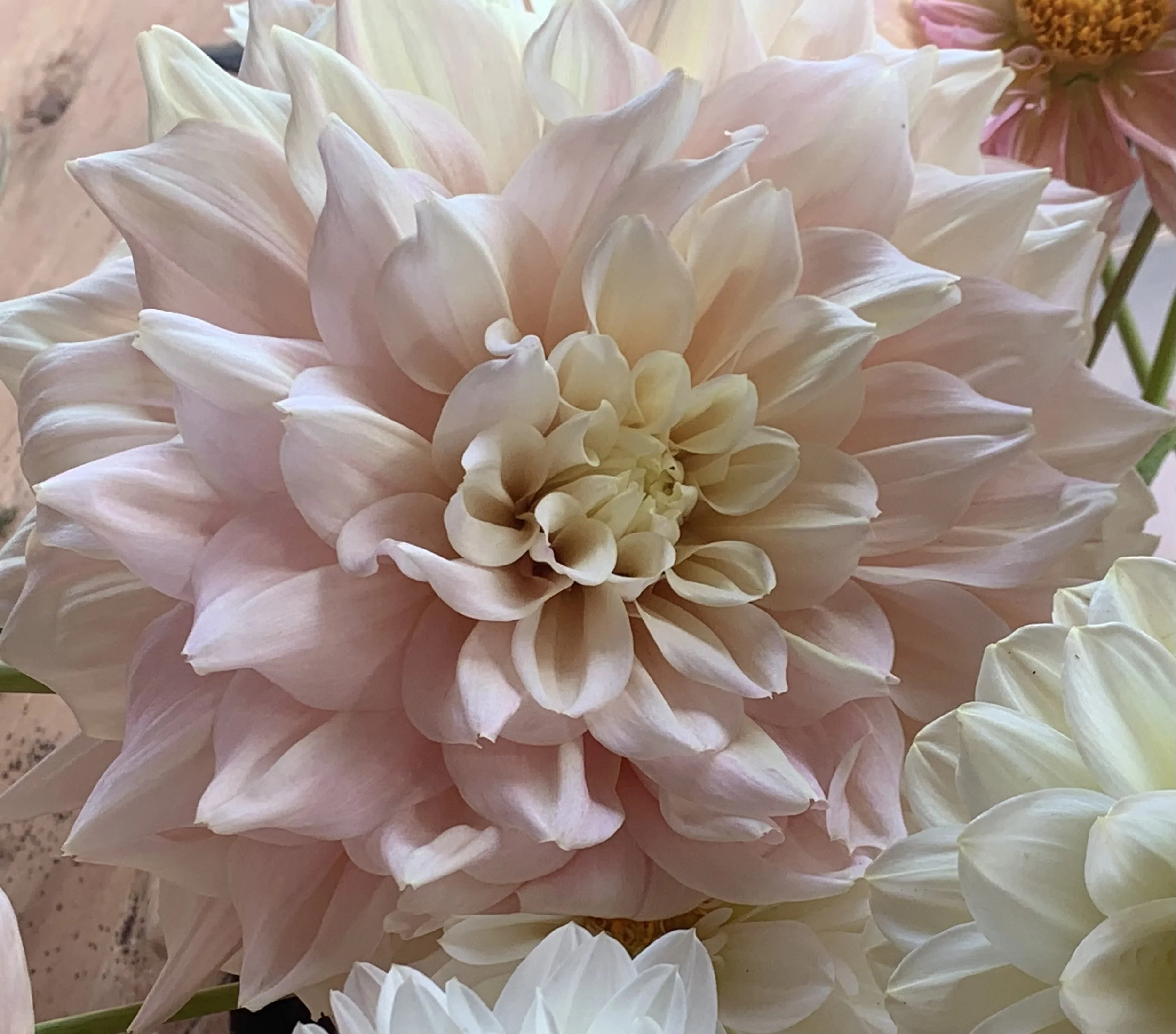 Pure Indulgence Blooms