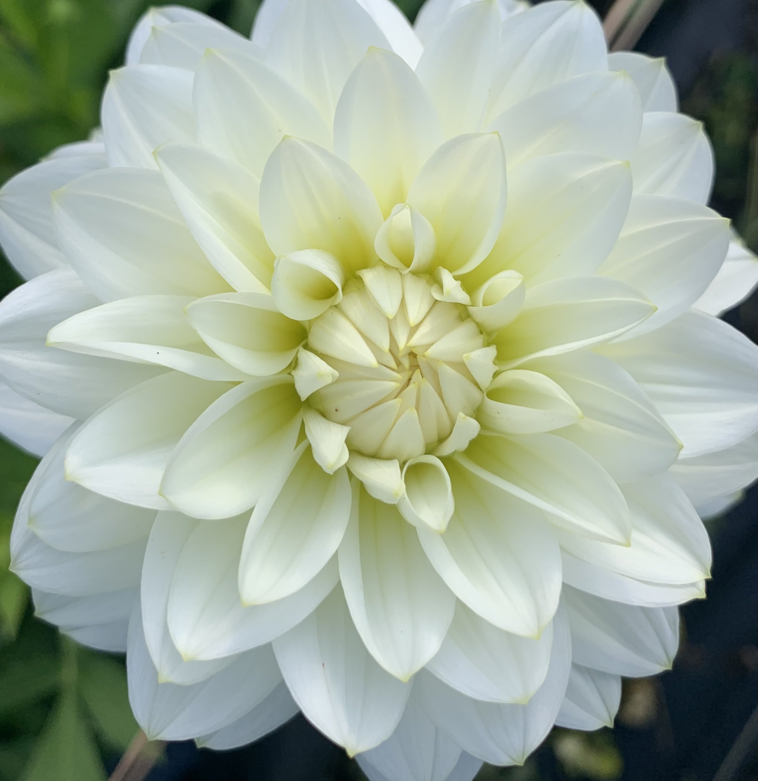Pure Indulgence Blooms