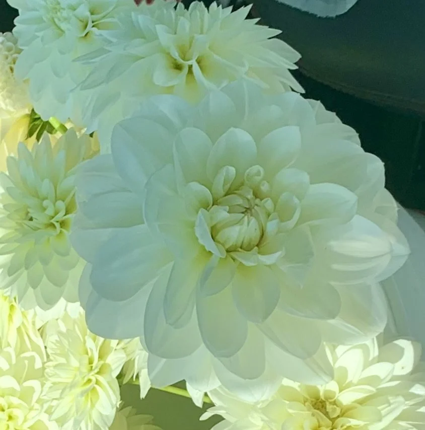 Pure Indulgence Blooms