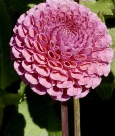 Koko Puff — Pure Indulgence Blooms