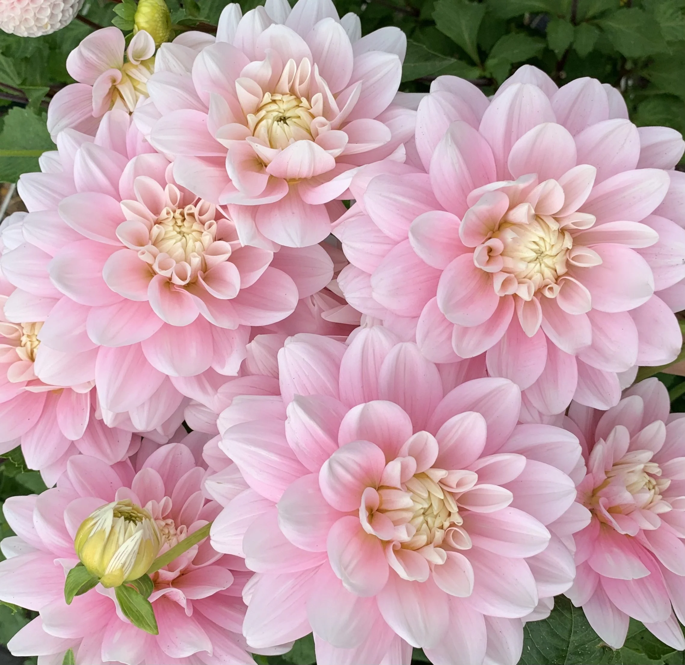 Pure Indulgence Blooms