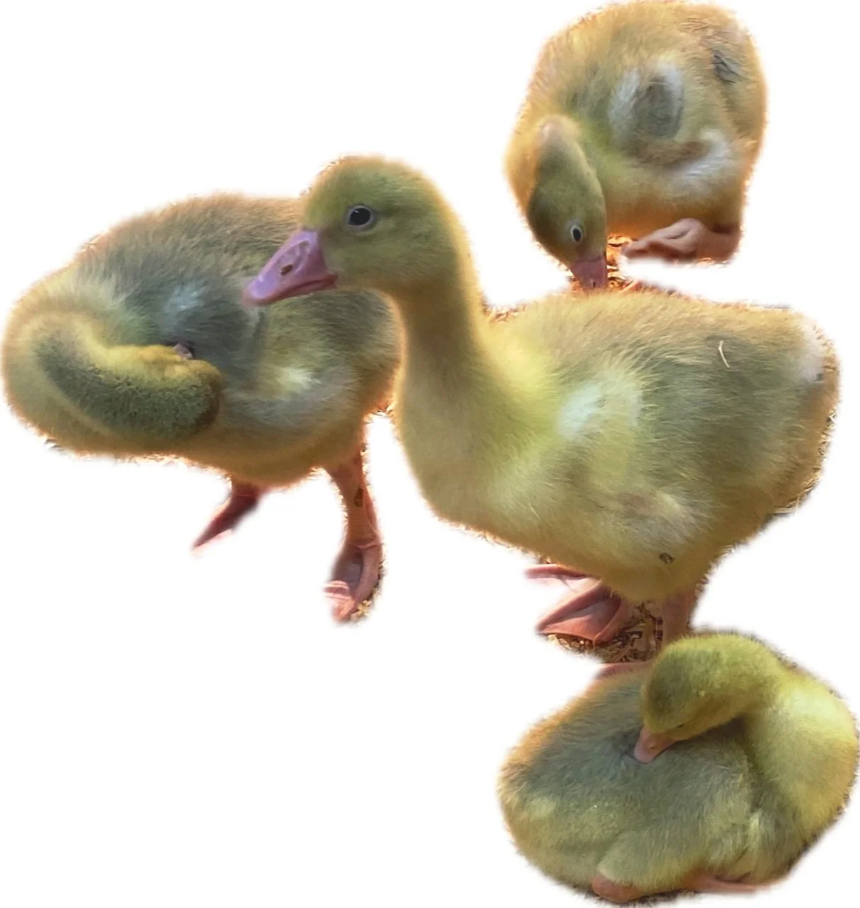 Sebastopol Goose Chicks — Pure Indulgence Blooms