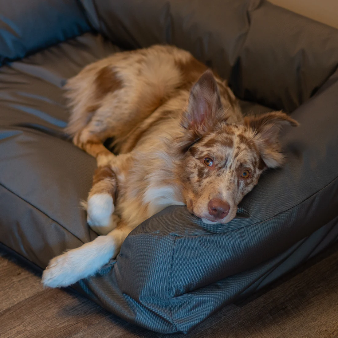 Dog Beds for Hotels — American Pet Works