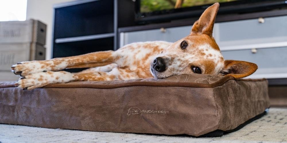 Manufacturer of Custom Pet Products | American Pet Works