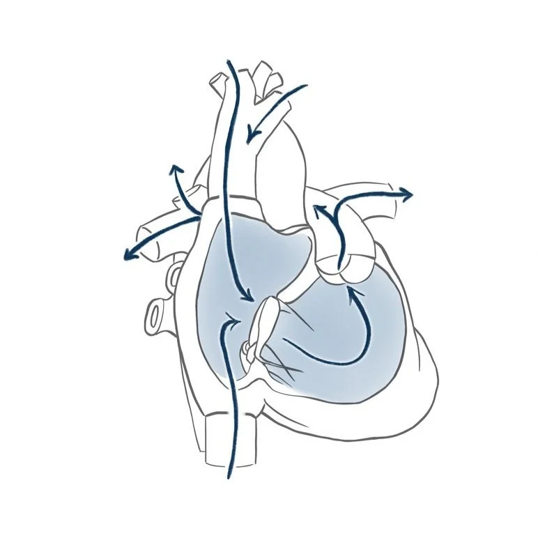 Heart Anatomy & Blood Flow — Squid Ink Illustration