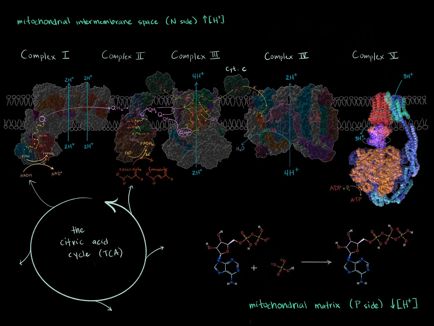 Complex V (ATP Synthase) — Squid Ink Illustration