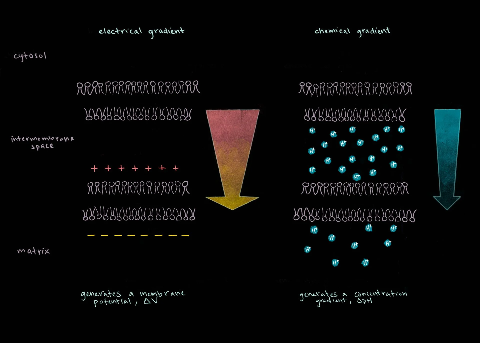 Electrochemical Gradient Squid Ink Illustration