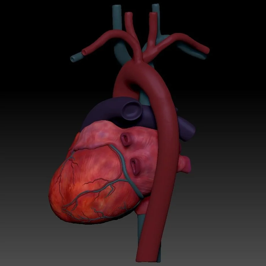 Heart Anatomy & Blood Flow — Squid Ink Illustration