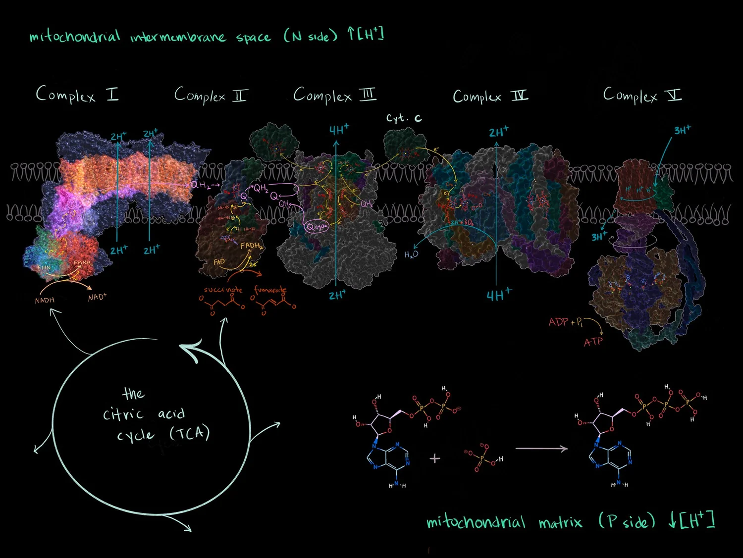Complex I — Squid Ink Illustration