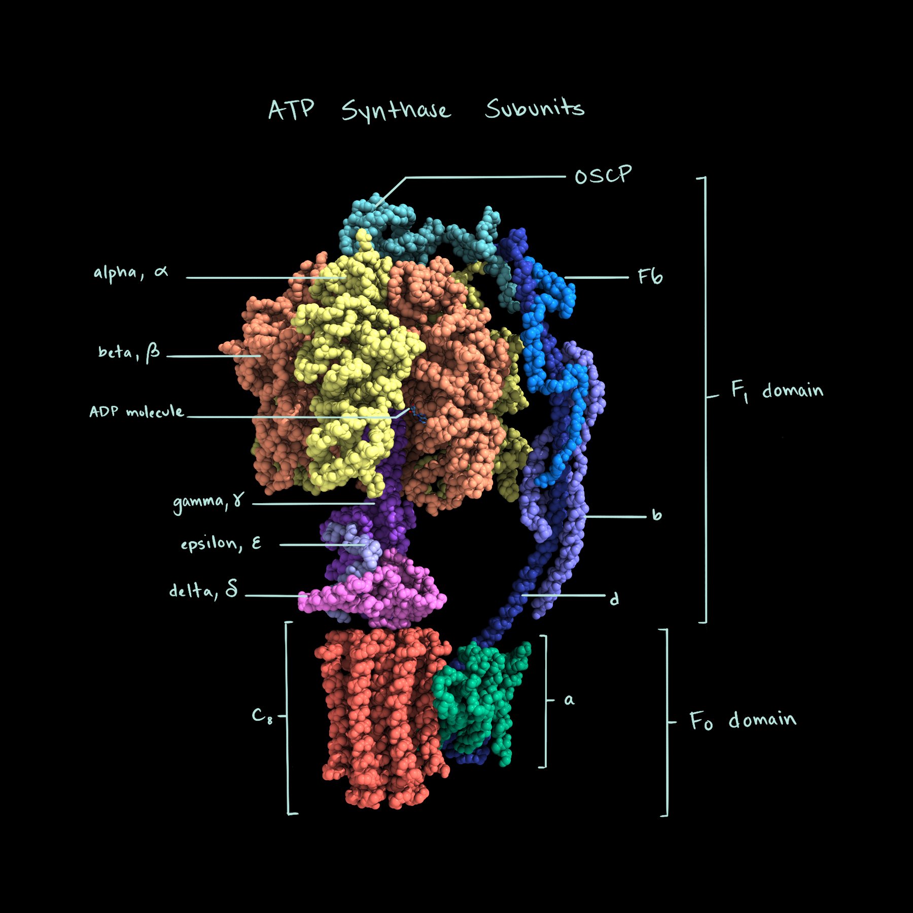 Complex V (ATP Synthase) — Squid Ink Illustration