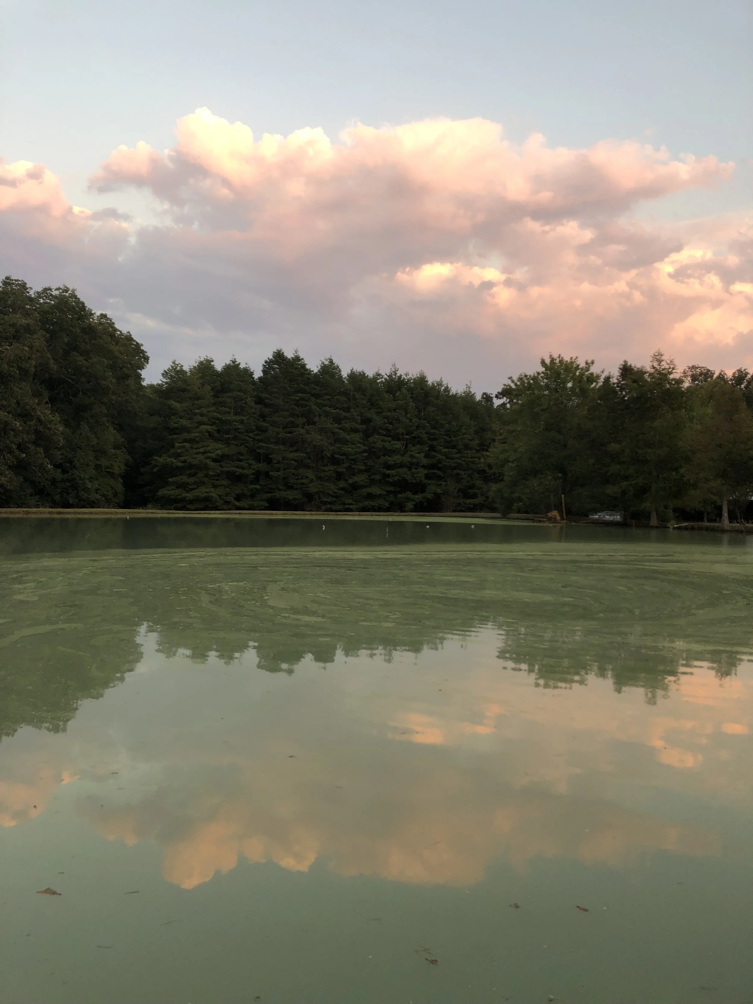 Tina's Catfish Pond