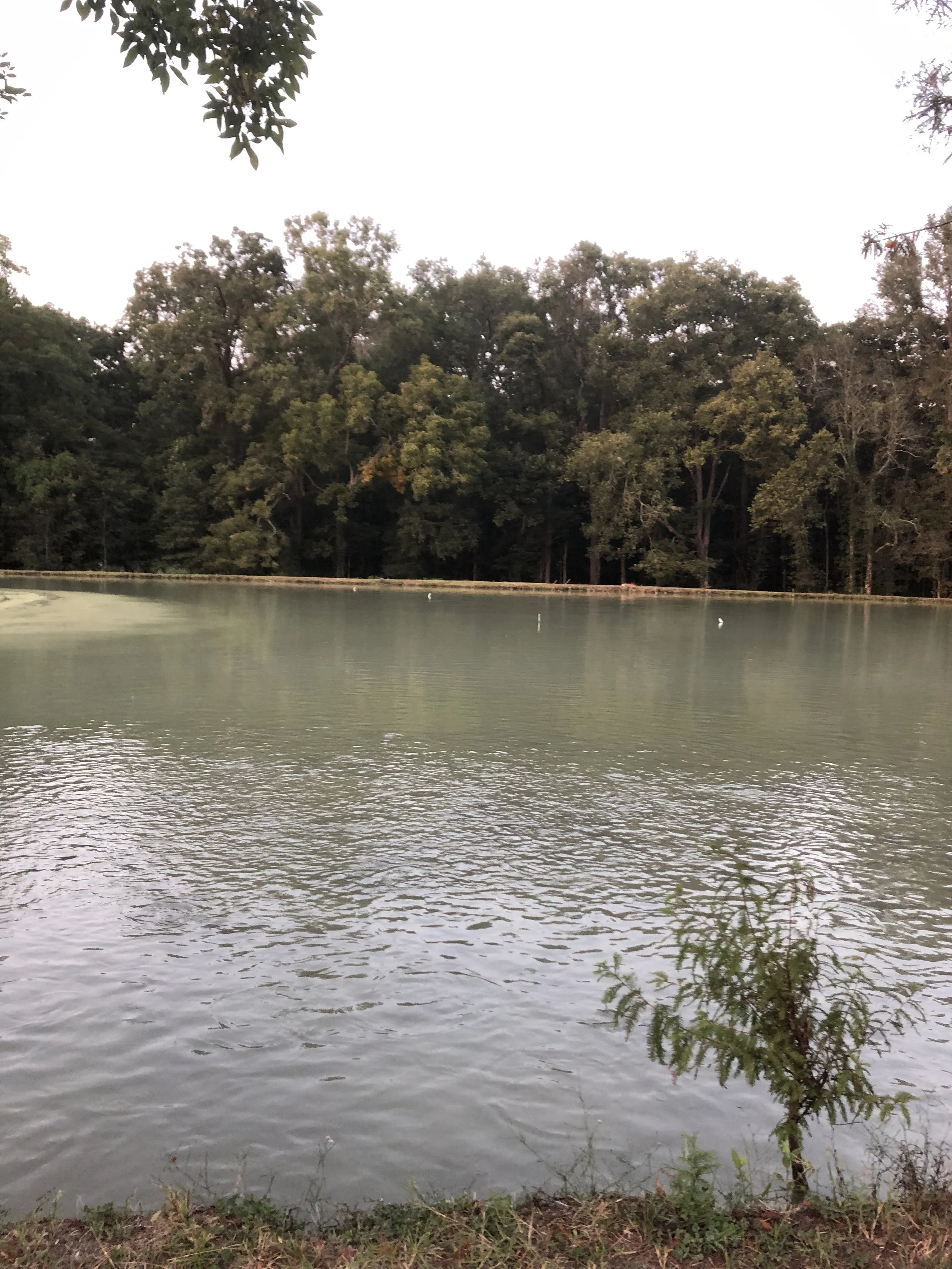 Home — Tina's Catfish Pond