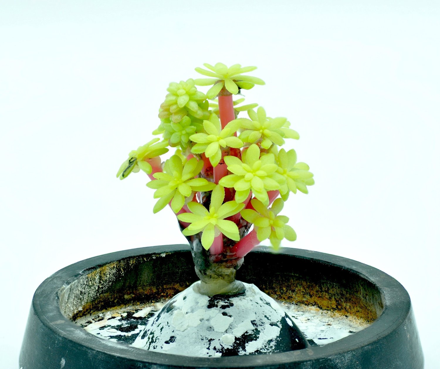 Making Plant Jewelry from Succulents, Branches, & Other Botanical Bits ...