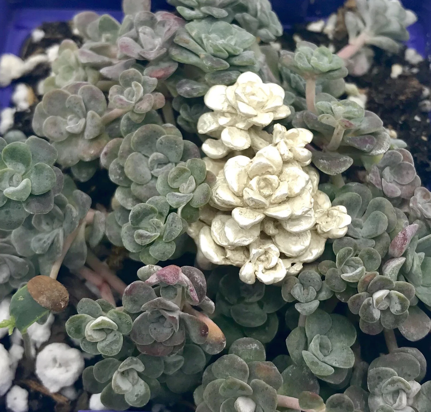 Making Plant Jewelry from Succulents, Branches, & Other Botanical Bits ...