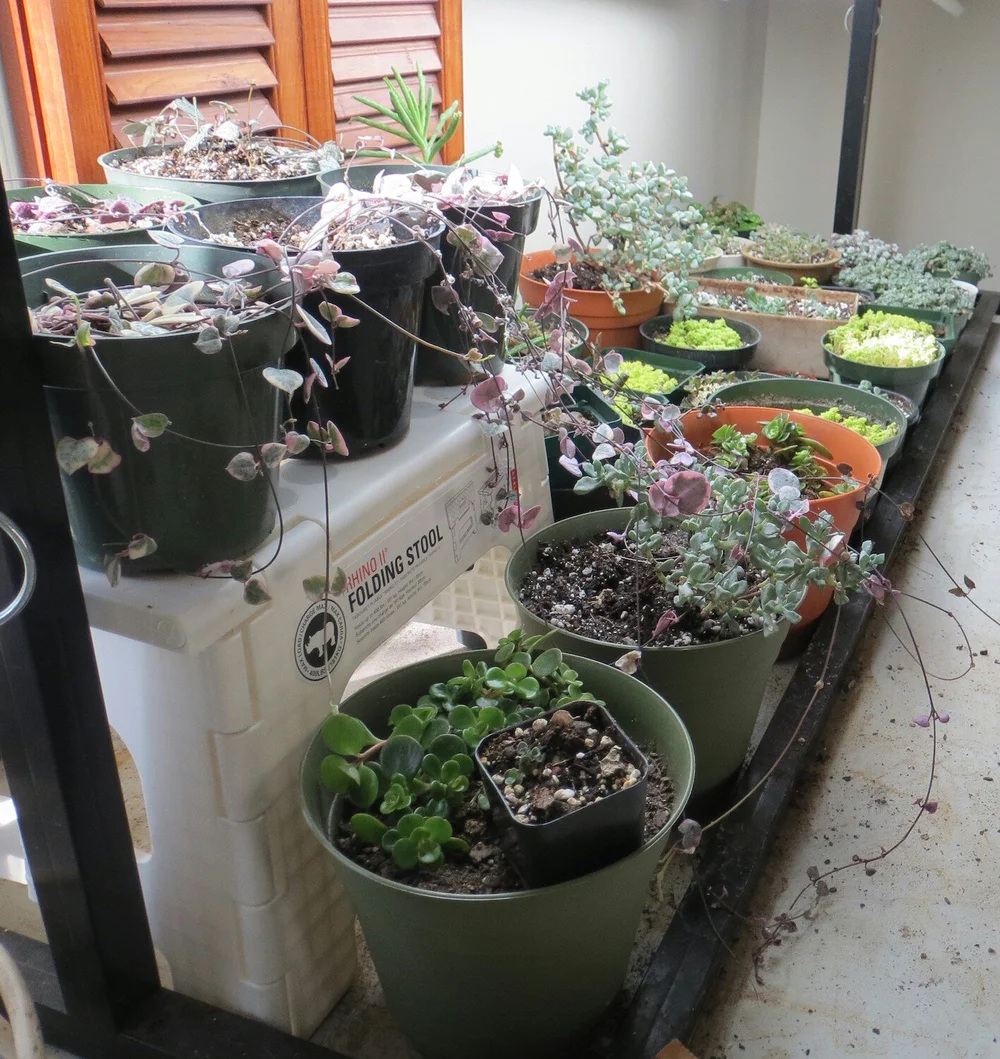 Making Plant Jewelry from Succulents, Branches, & Other Botanical Bits ...