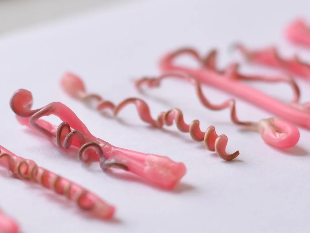 Making Plant Jewelry from Succulents, Branches, & Other Botanical Bits ...