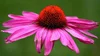 Math in Flowers - Symmetry, Fibonacci, and a Fun Video — Shade Metals