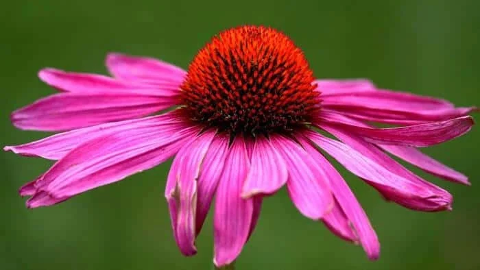 Math in Flowers - Symmetry, Fibonacci, and a Fun Video — Shade Metals