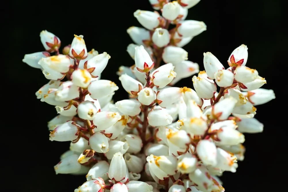 Math in Flowers - Symmetry, Fibonacci, and a Fun Video — Shade Metals