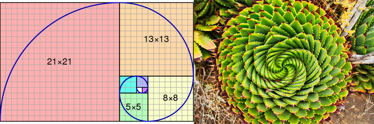 Math in Flowers - Symmetry, Fibonacci, and a Fun Video — Shade Metals