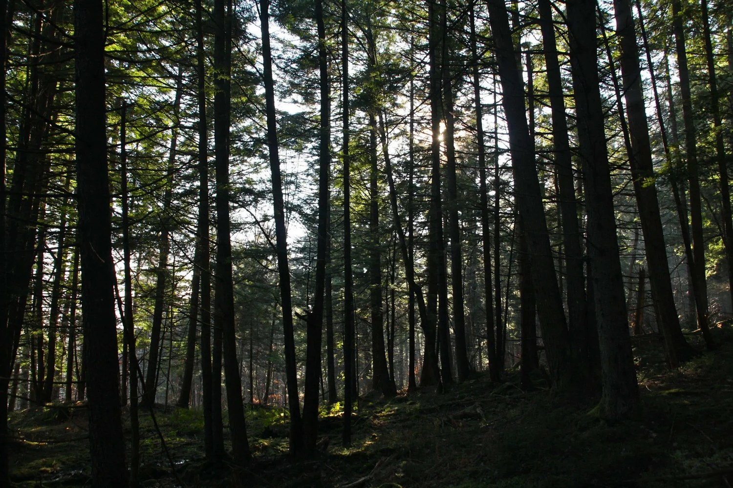 Hemlock Tree Extinction — Shade Metals