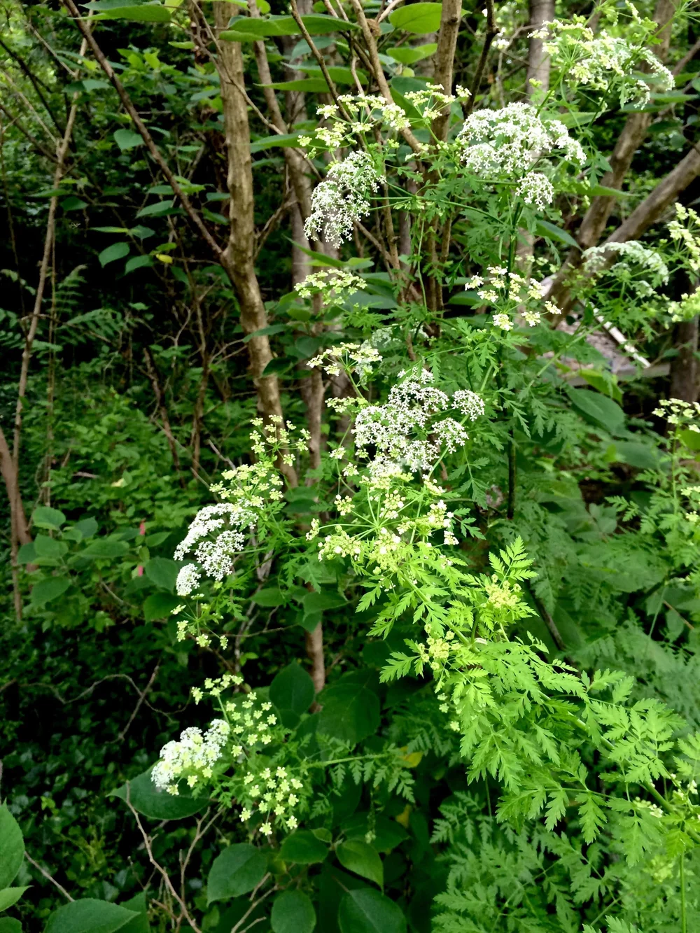 Wasn’t Hemlock the Poison that Killed Socrates? — Shade Metals