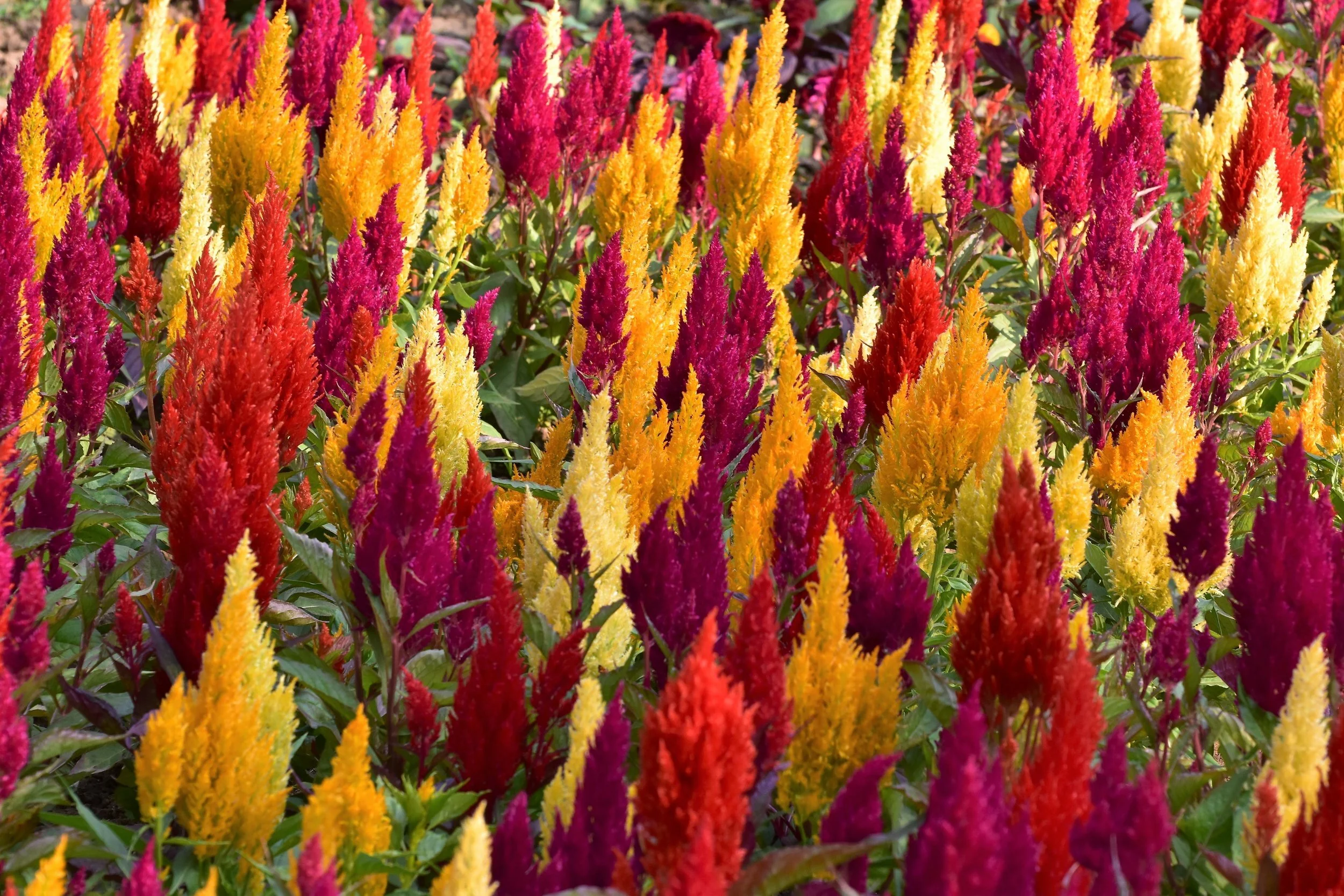 Cockscomb (Celosia argentea var. crisata) — Shade Metals