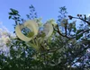 Dogwood, Magic (Cornus florida urbiniana) — Shade Metals