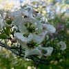 Dogwood, Magic (Cornus florida urbiniana) — Shade Metals