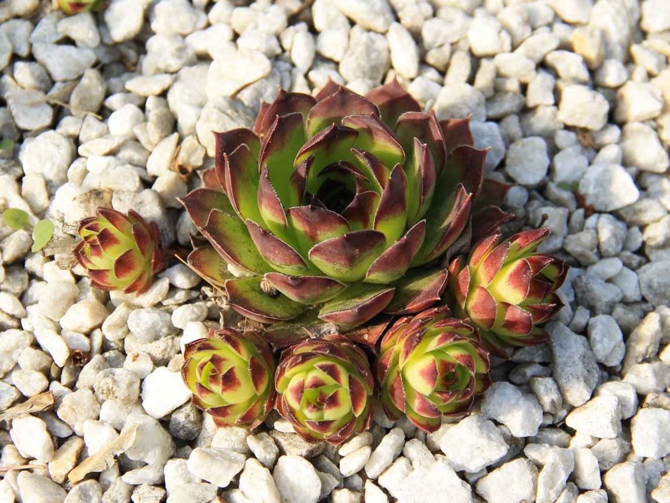 Plant Stories — Shade Metals