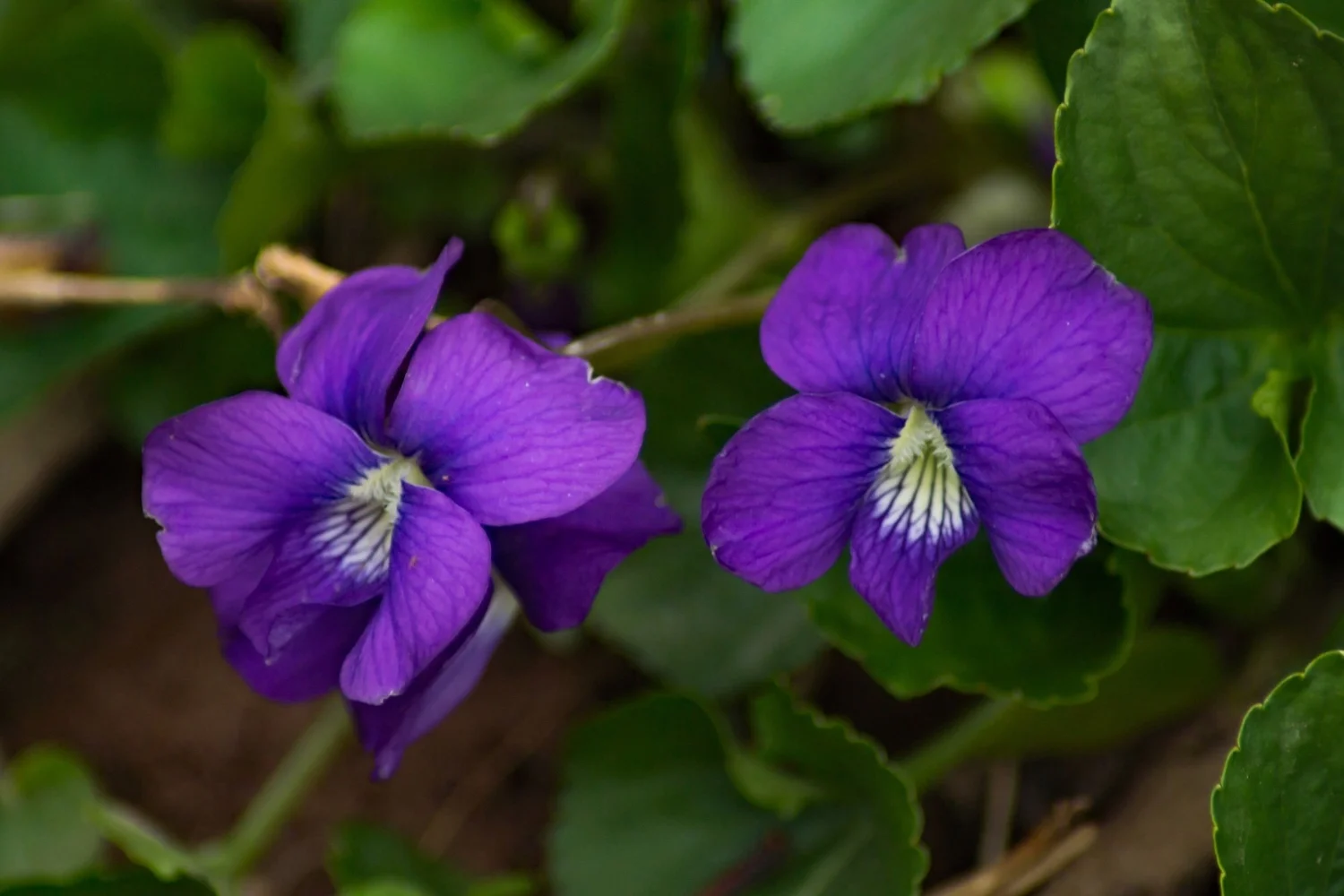 Math in Flowers, and also Fungi and Algae — Shade Metals