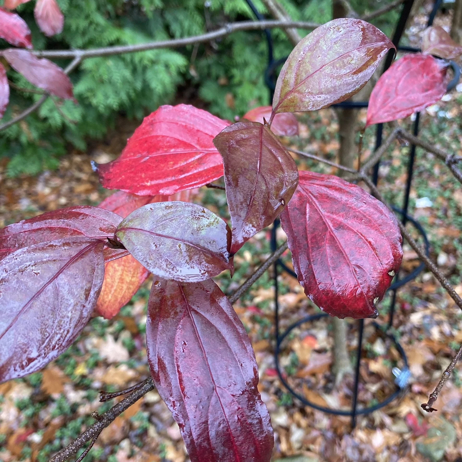 Dogwoods — MapleWalk Garden