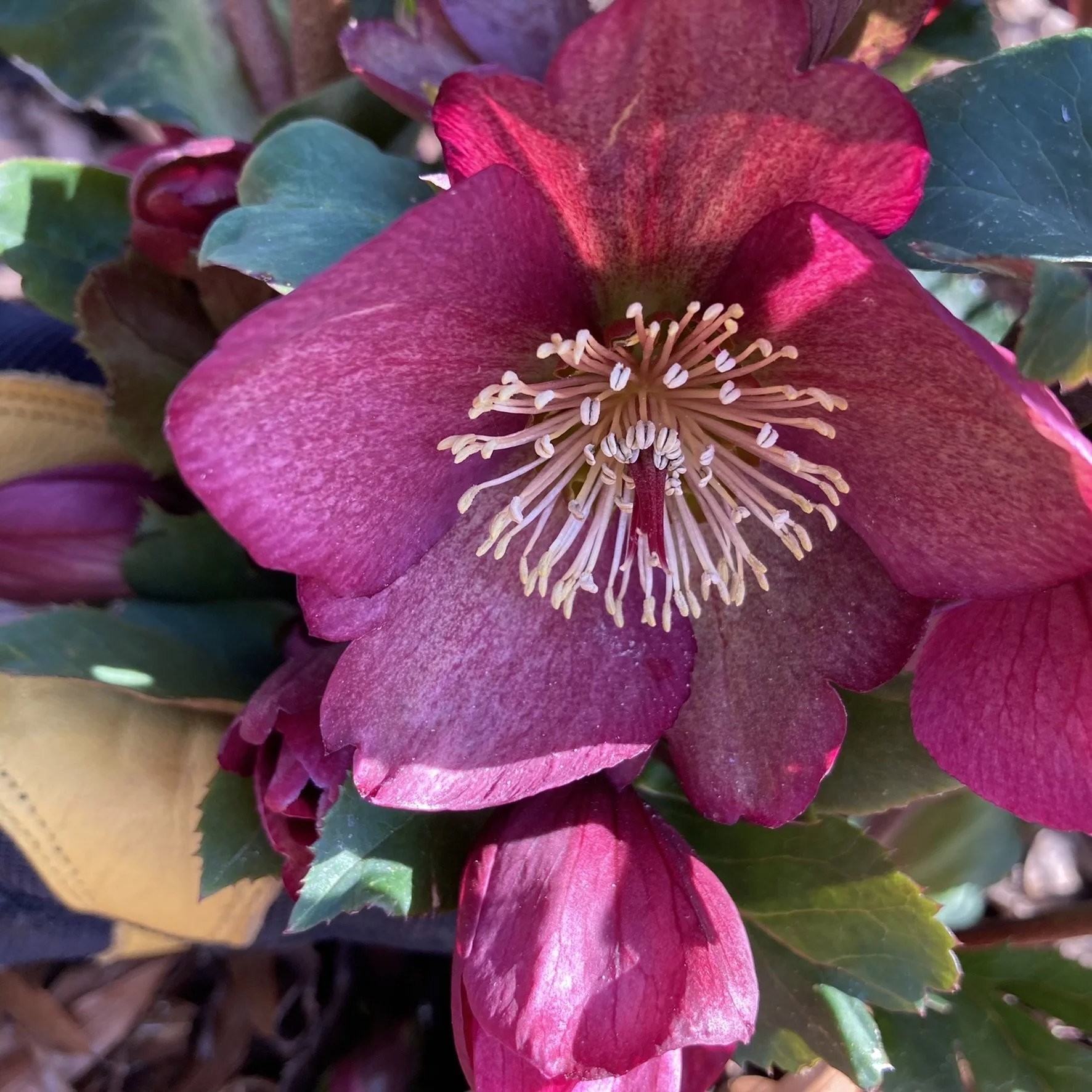 Hellebores — MapleWalk Garden