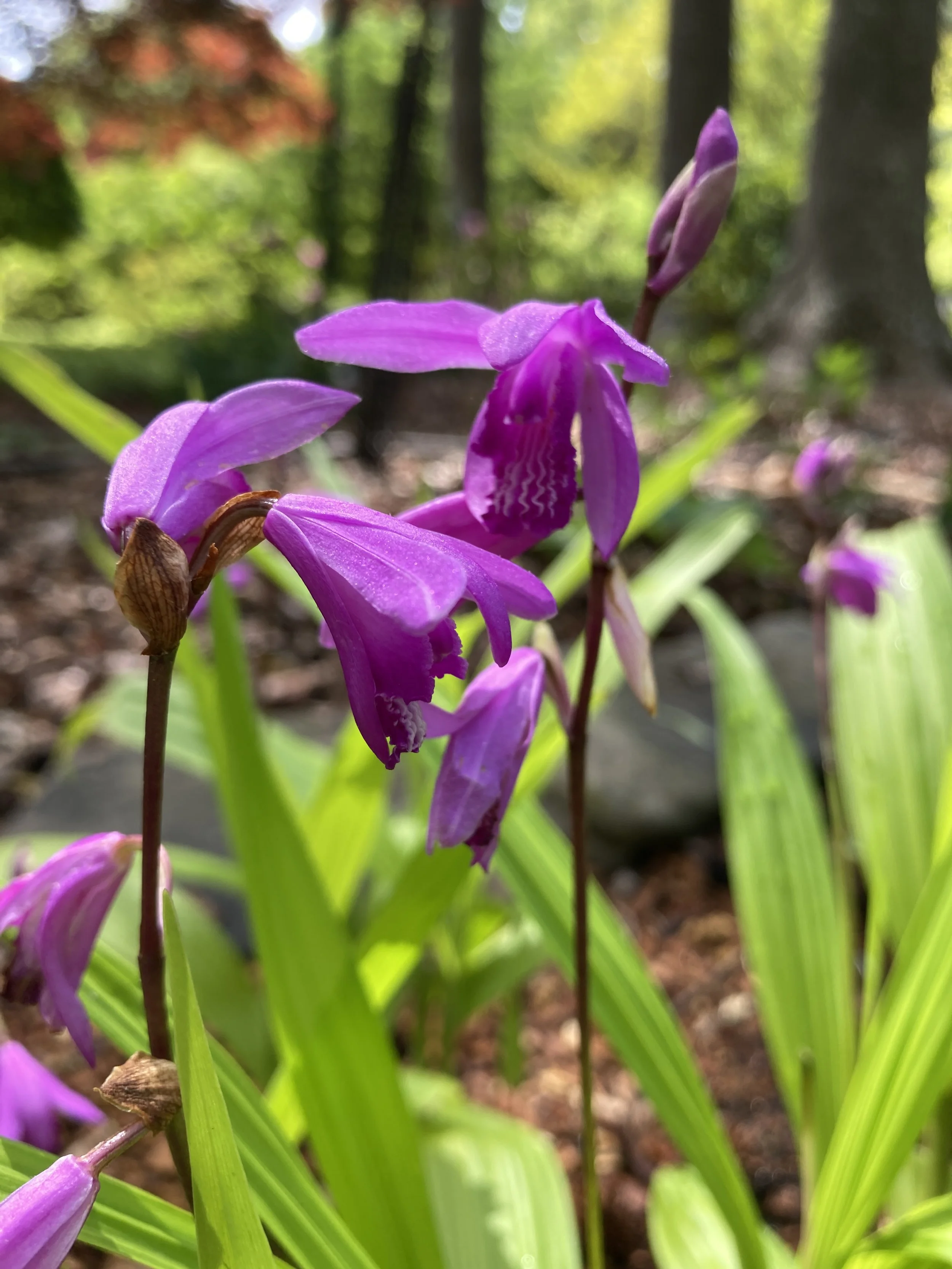Blooming Now — MapleWalk Garden